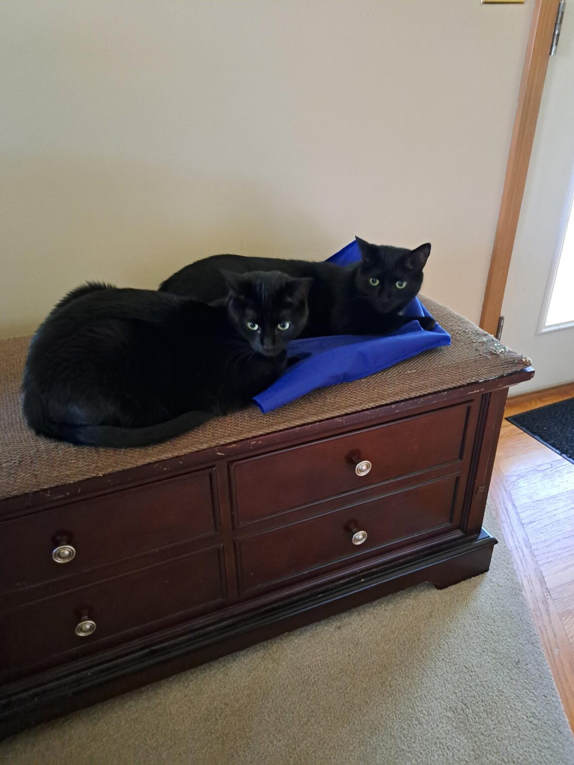 Introduction: Ravi Price! | Global Glimpse